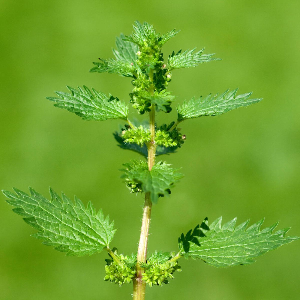 Ingredients – Forces of Nature Medicine